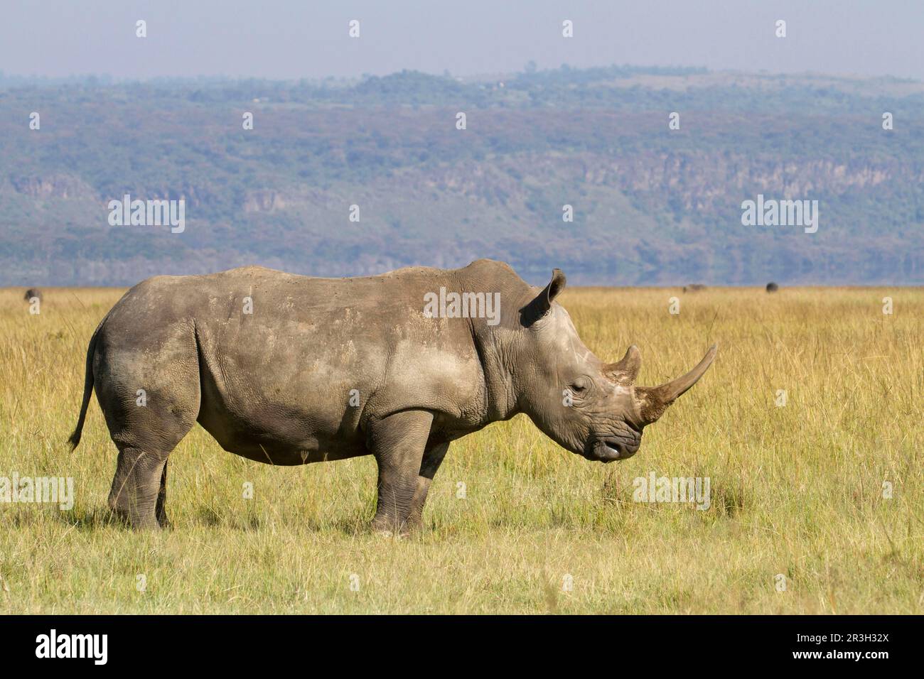 White rhinoceroses (Ceratotherium simum), White Rhinoceros, White ...