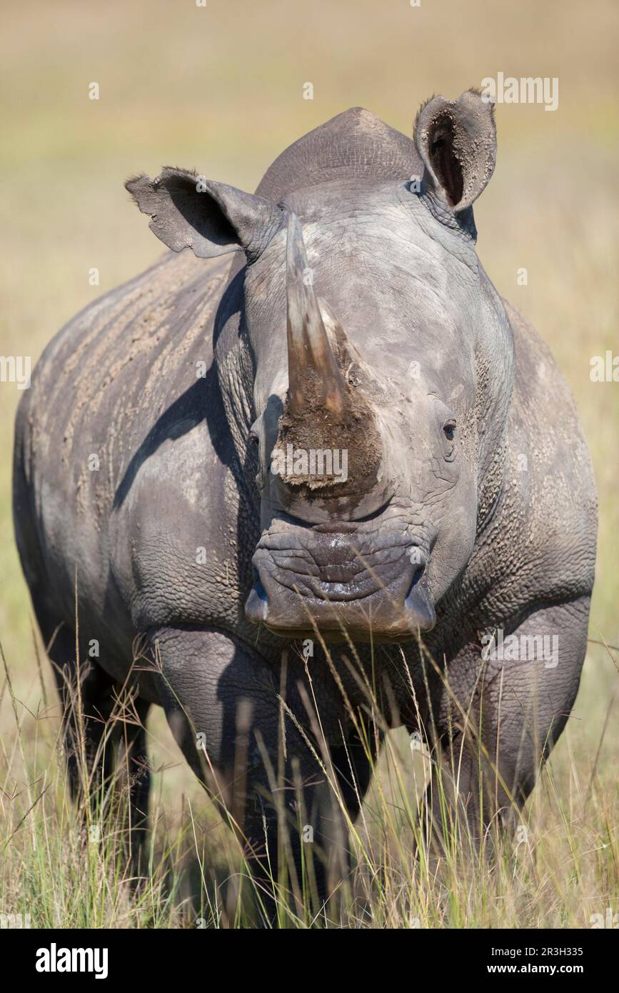 White rhinoceroses (Ceratotherium simum), White Rhinoceros, White ...