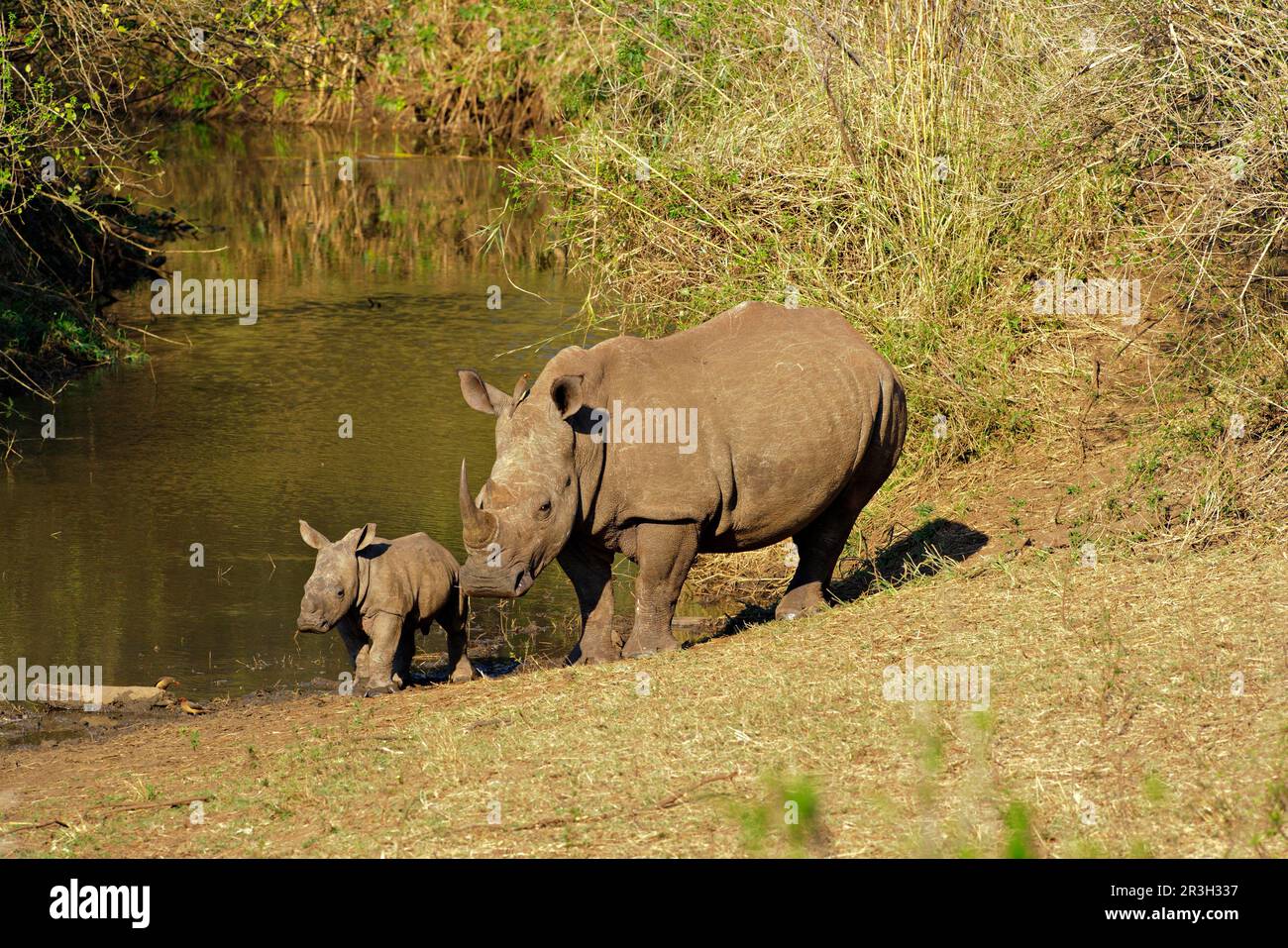 White Rhinoceros, white rhinoceroses (Ceratotherium simum), White ...