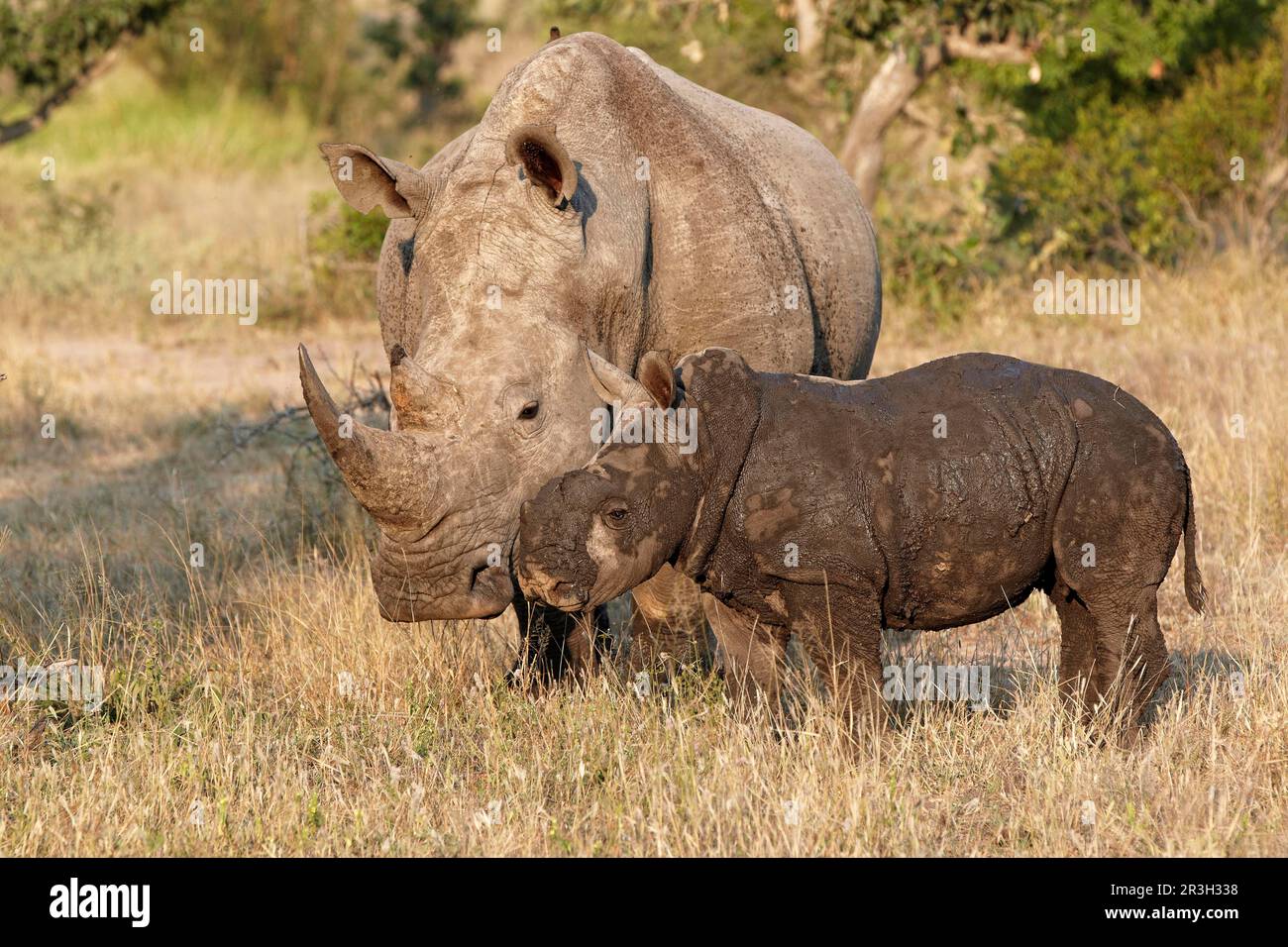 White rhinoceros, white rhinoceroses (Ceratotherium simum), White ...