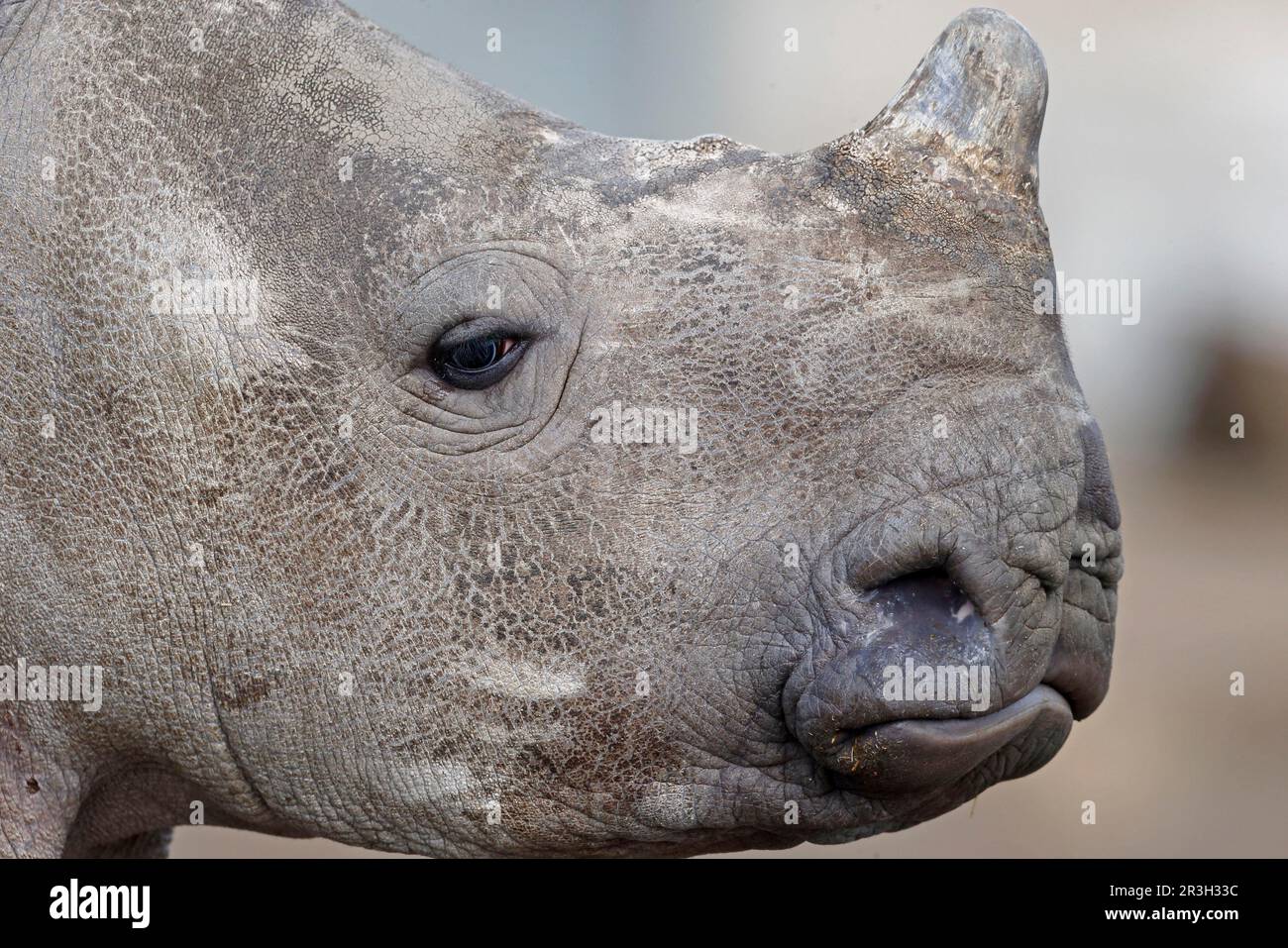 White rhinoceroses (Ceratotherium simum), white rhinoceros, ungulates ...