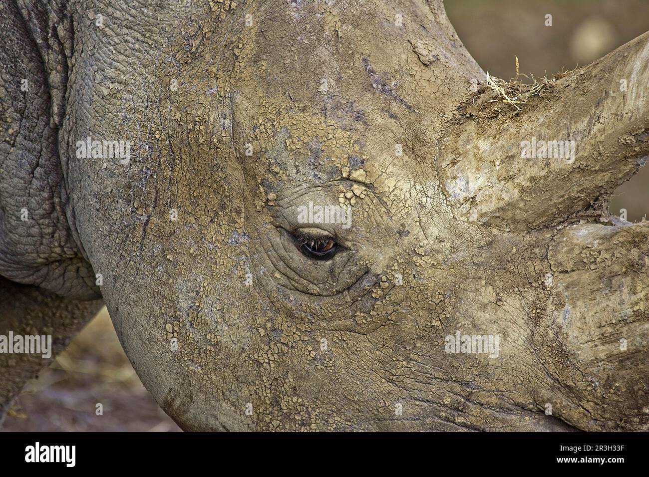 White rhinoceroses (Ceratotherium simum), white rhinoceros, ungulates ...