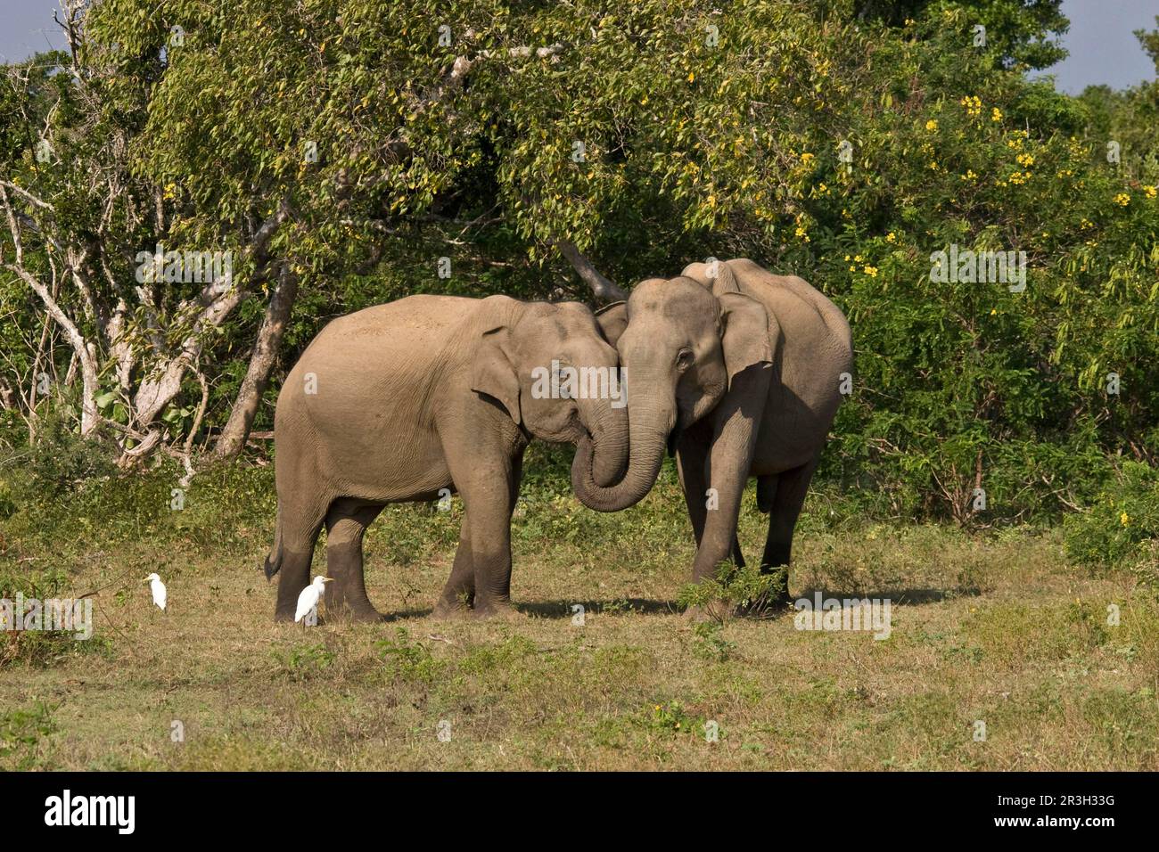 Asian elephant, Indian elephant, asian elephants (Elephas maximus ...