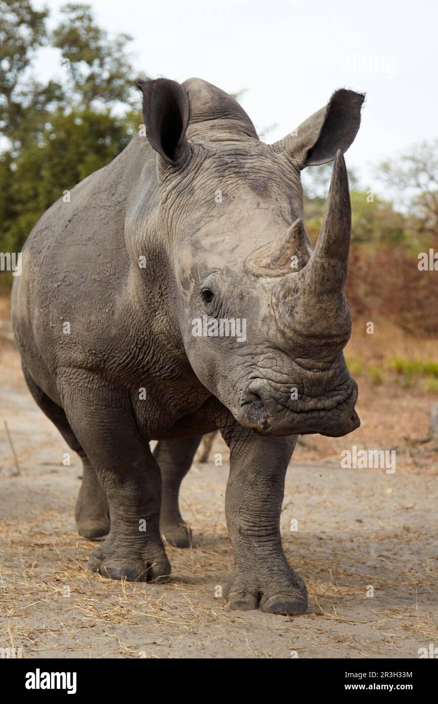 White rhinoceroses (Ceratotherium simum), White Rhinoceros, White ...