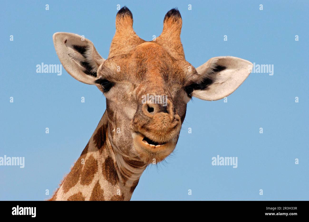 Smiling Giraffe With Teeth