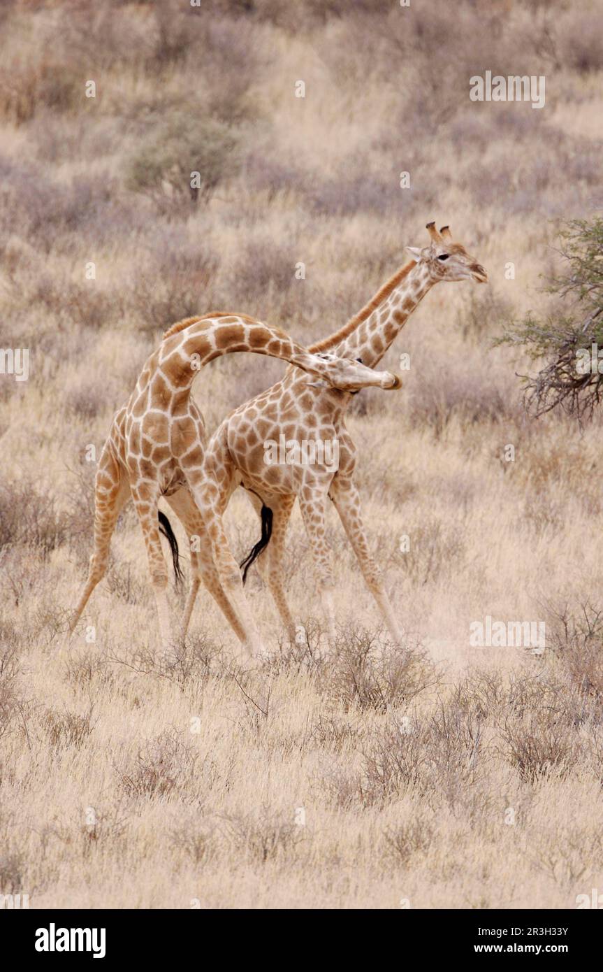 Giraffe neck fight hi-res stock photography and images - Alamy