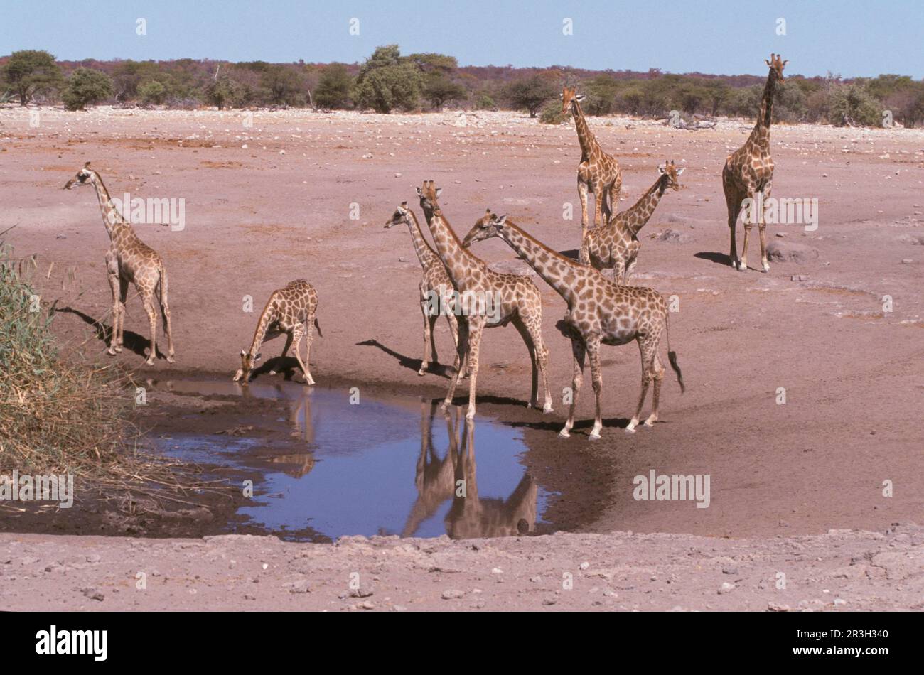 Giraffes (Giraffa camelopardalis), ungulates, even-toed ungulates ...