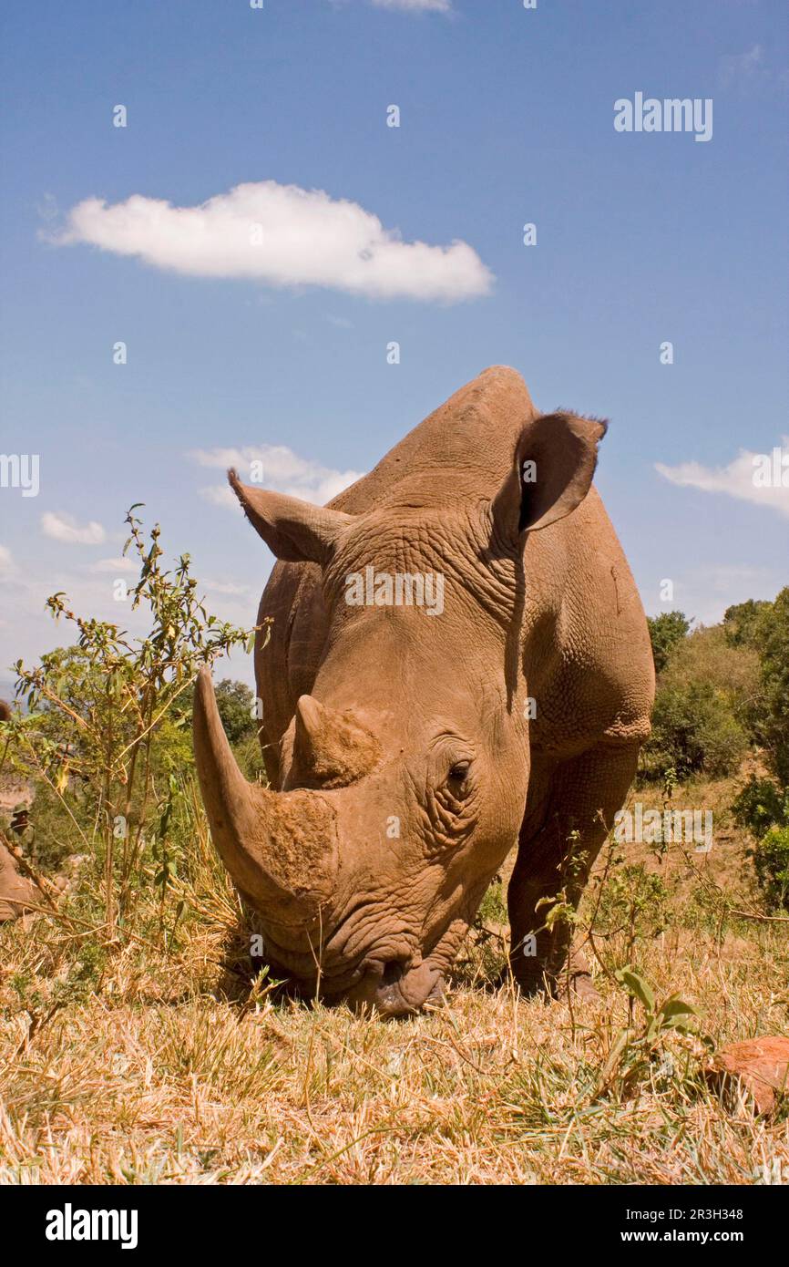 White rhinoceroses (Ceratotherium simum), White Rhinoceros, White ...
