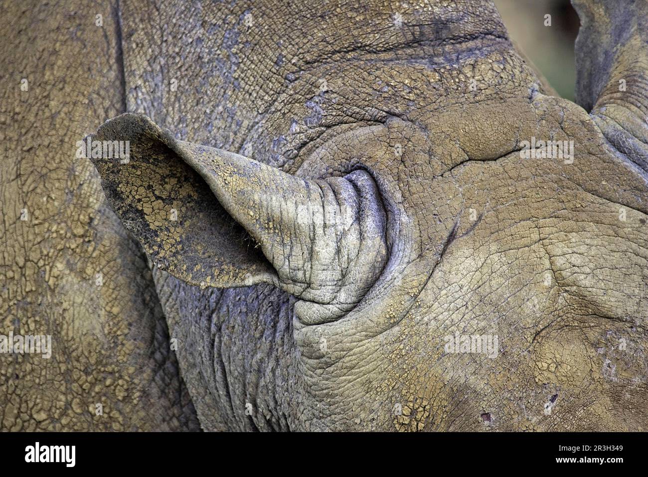 White rhinoceroses (Ceratotherium simum), white rhinoceros, ungulates ...