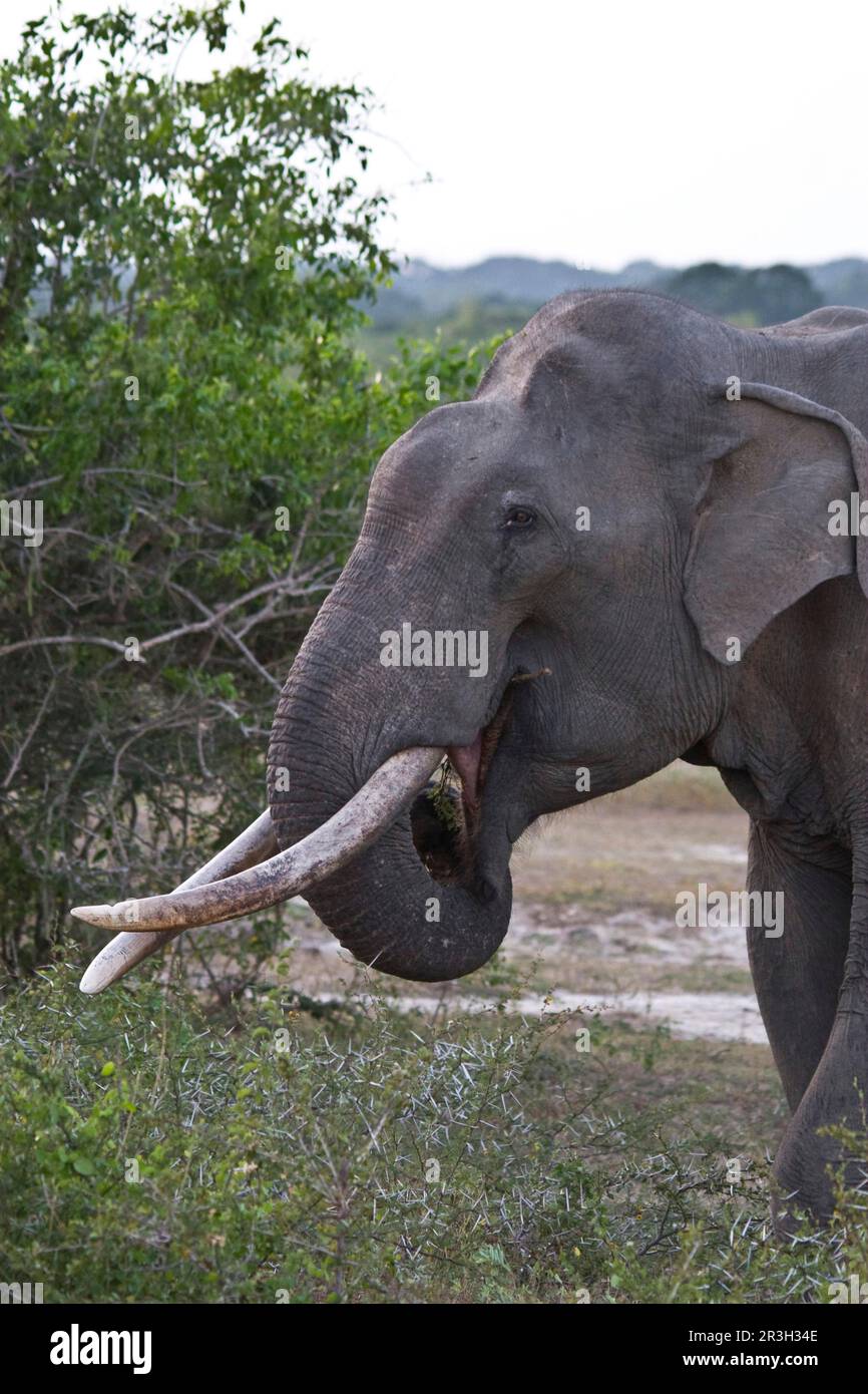 Asian elephant, Indian elephant, asian elephants (Elephas maximus ...