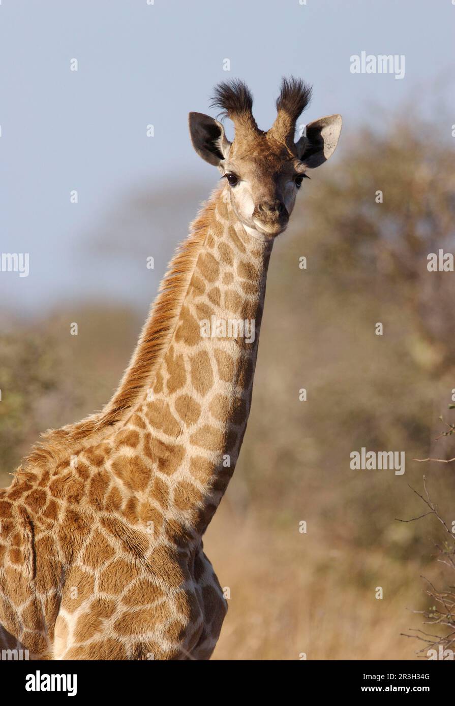 Giraffes (Giraffa camelopardalis), ungulates, mammals, animals, Giraffe ...