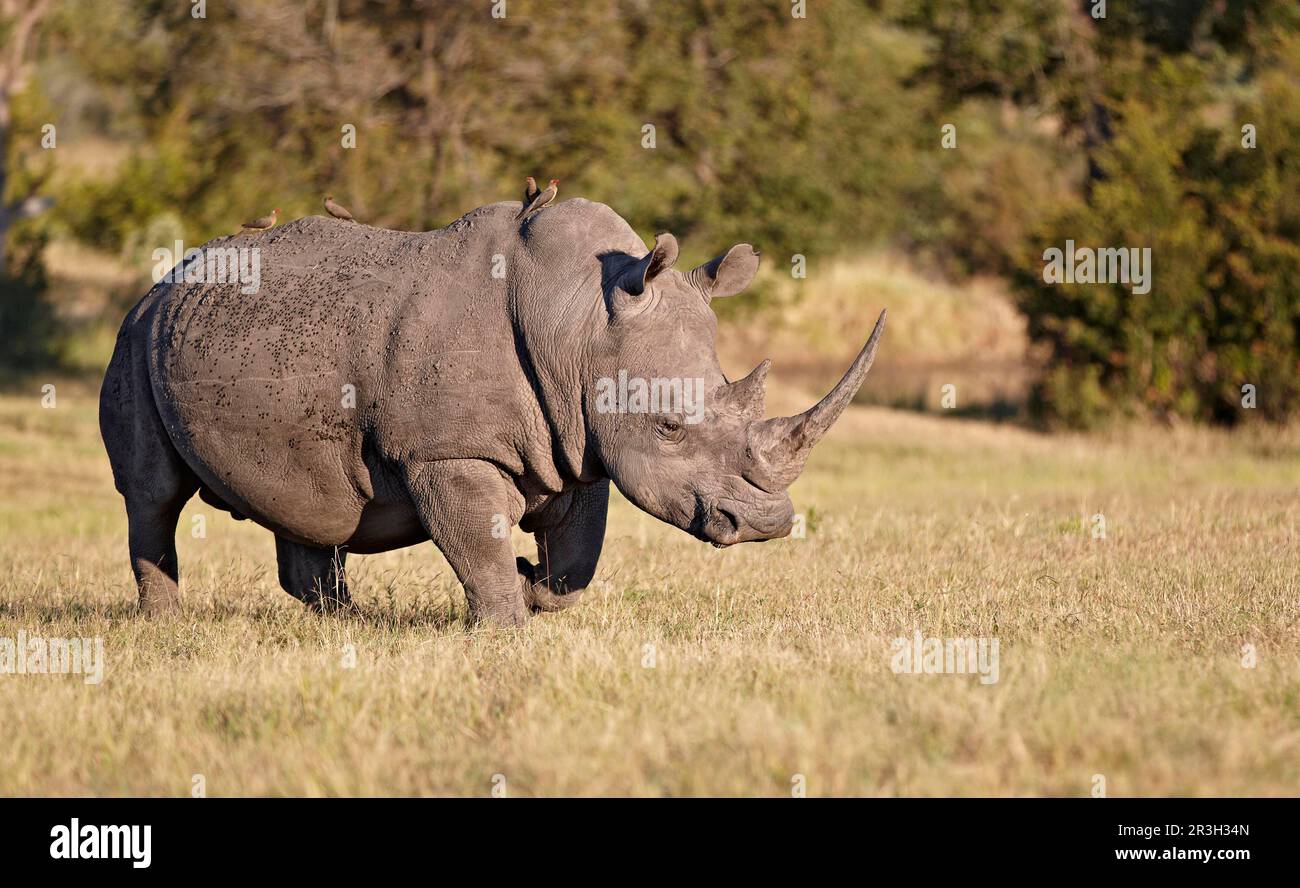 White Rhinoceros, white rhinoceroses (Ceratotherium simum), White ...