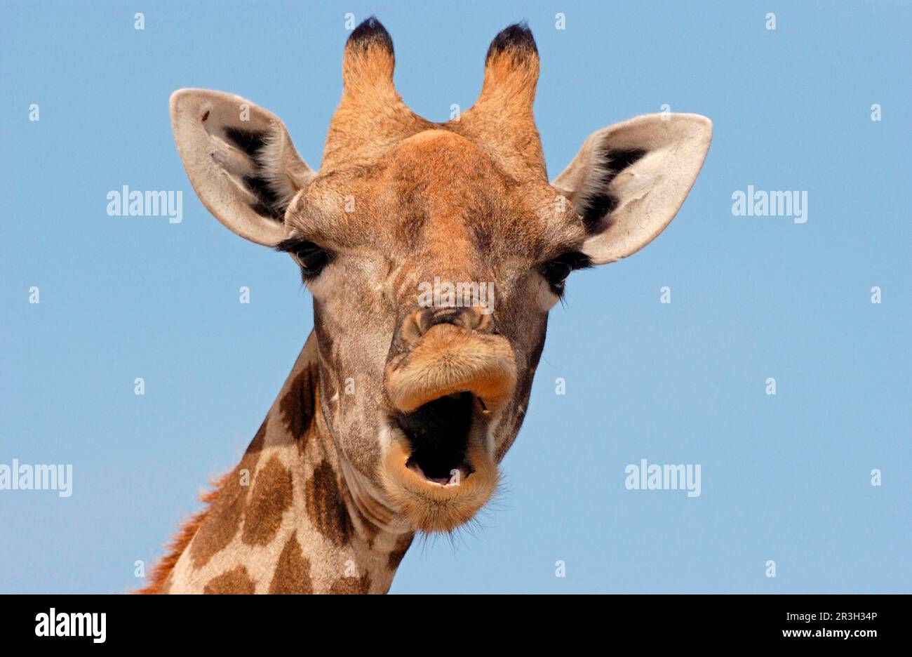 Giraffe mouth open hi-res stock photography and images - Alamy