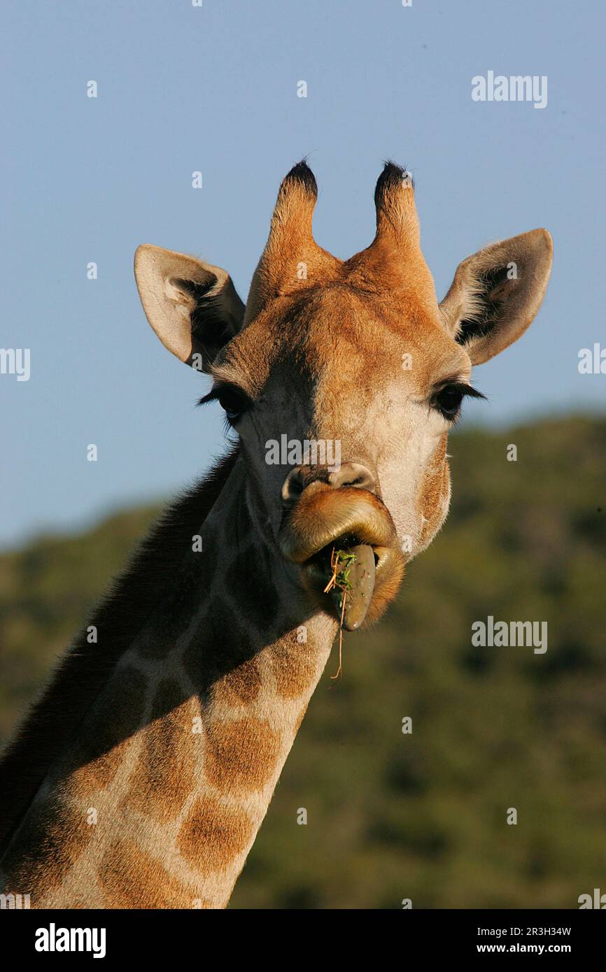 Cape Giraffe (Giraffa camelopardalis giraffa) adult, standing in long ...
