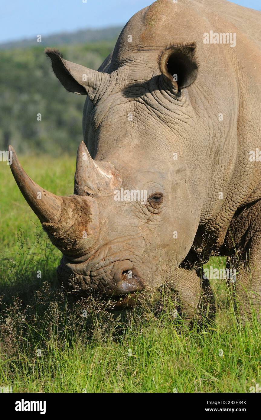 White rhinoceroses (Ceratotherium simum), white rhinoceros, ungulates ...