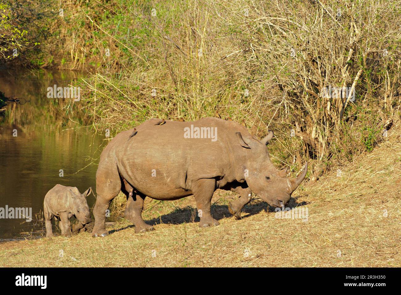 White rhinoceros, white rhinoceroses (Ceratotherium simum), white ...