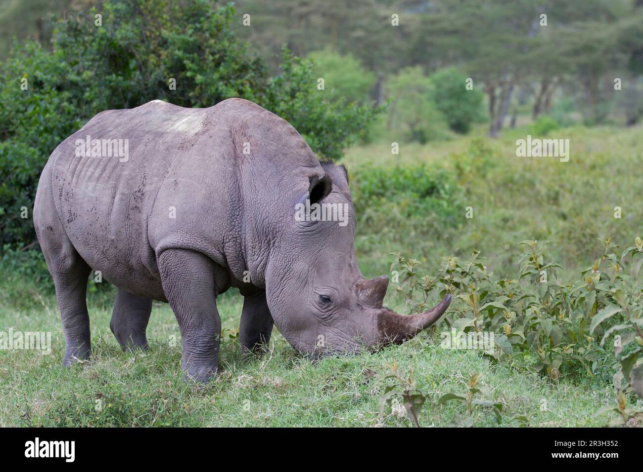 White rhinoceroses (Ceratotherium simum), White Rhinoceros, White ...