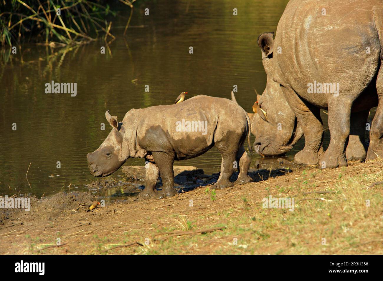 White rhinoceroses (Ceratotherium simum), white rhinoceros, white ...