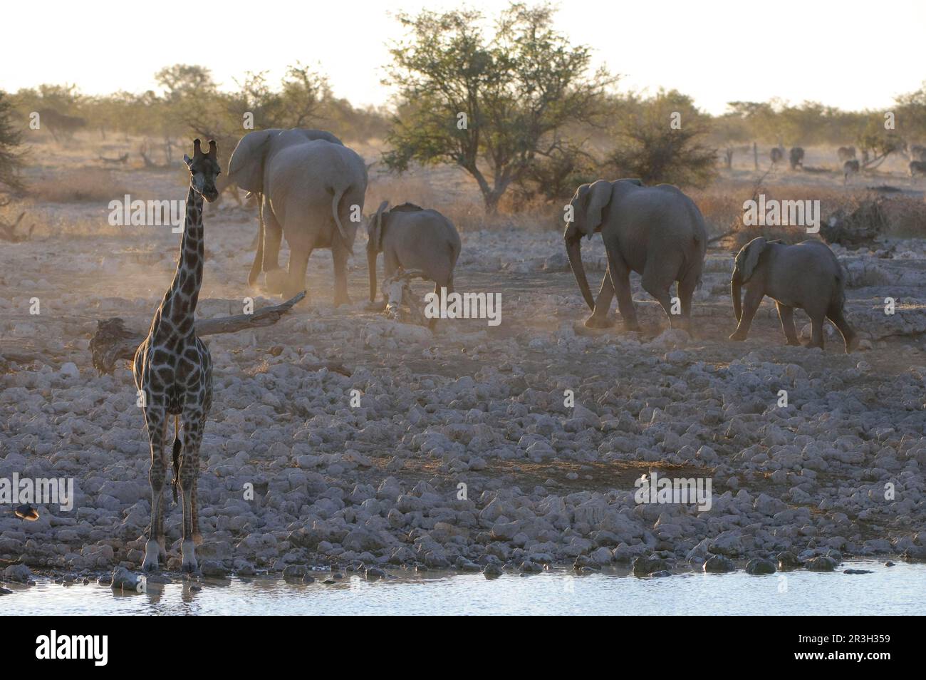 Giraffes (Giraffa camelopardalis), ungulates, mammals, animals, Giraffe ...