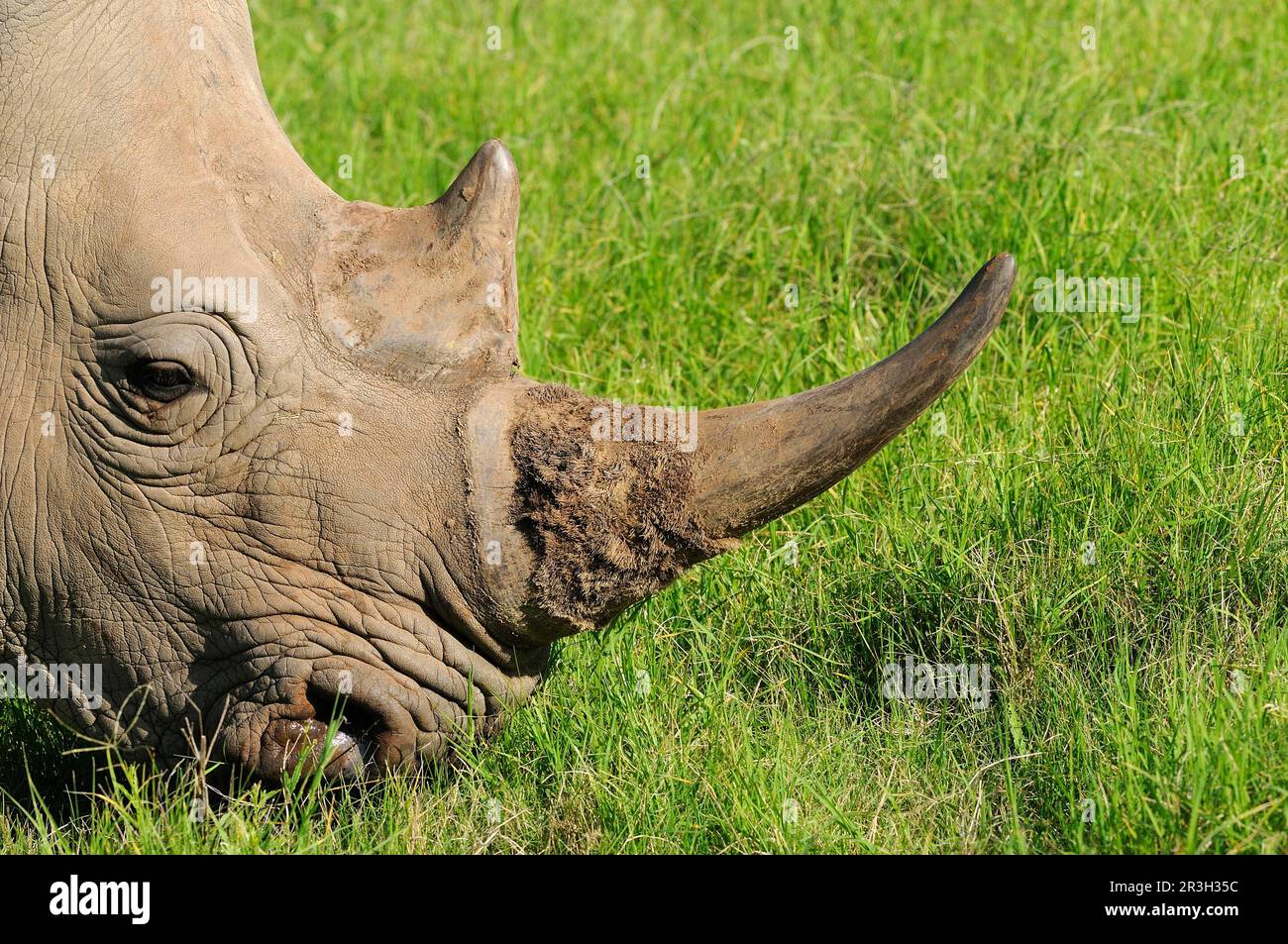 White rhinoceroses (Ceratotherium simum), white rhinoceros, ungulates ...