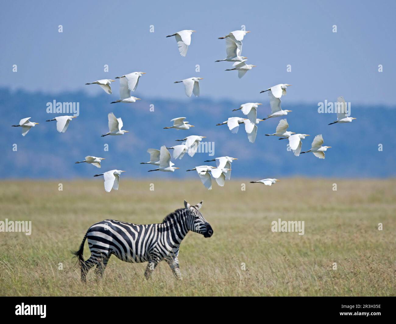 Flock of cattle egret (Bubulcus ibis), flying over the Common plains ...