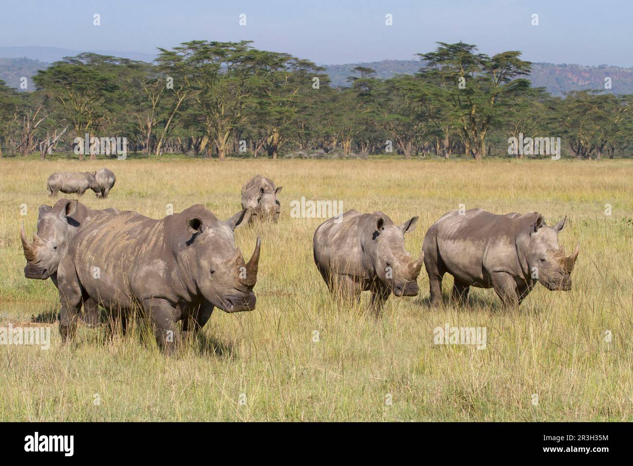 White rhinoceros, white rhinoceroses (Ceratotherium simum), White ...