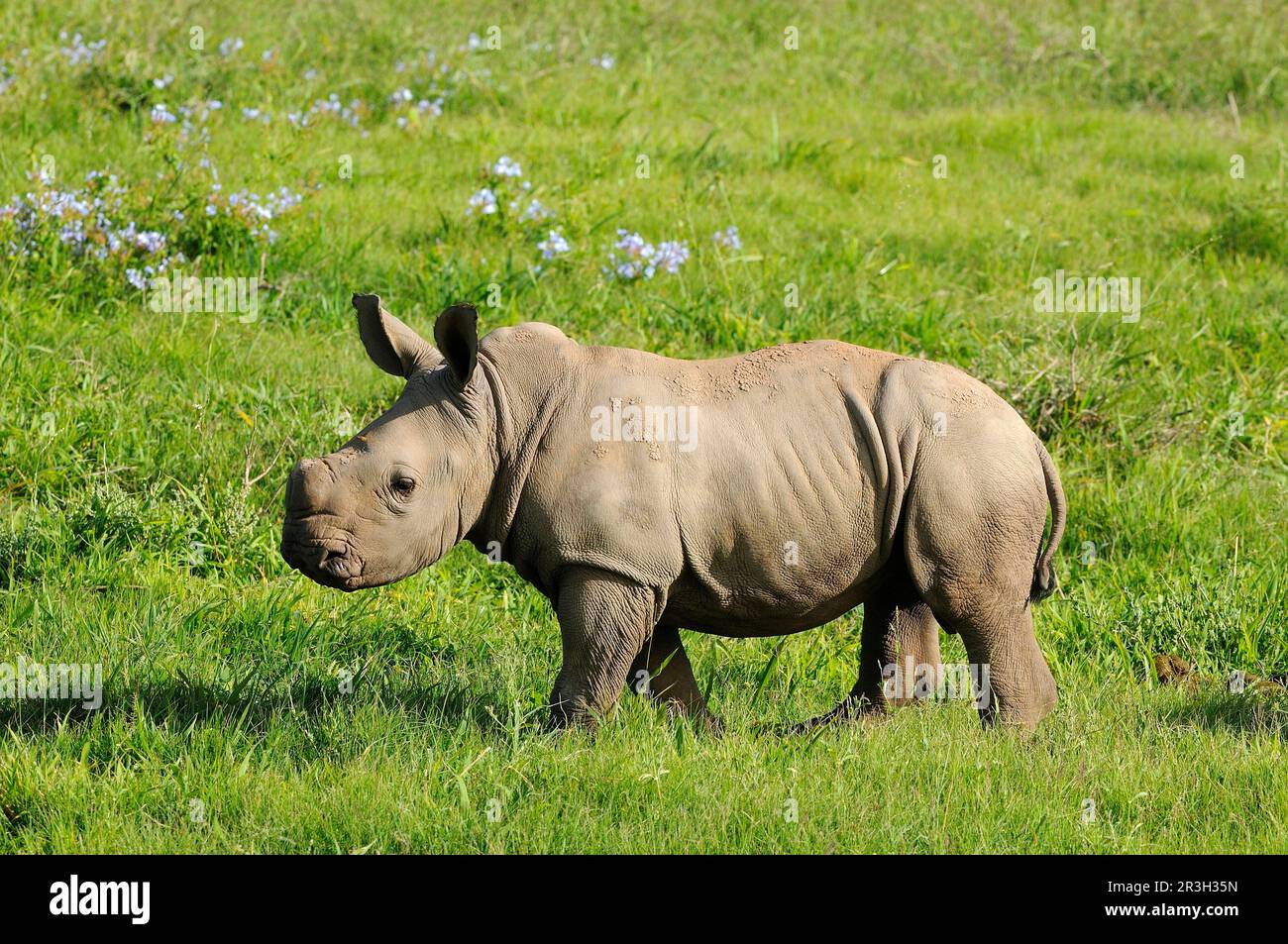 White rhinoceroses (Ceratotherium simum), white rhinoceros, ungulates ...