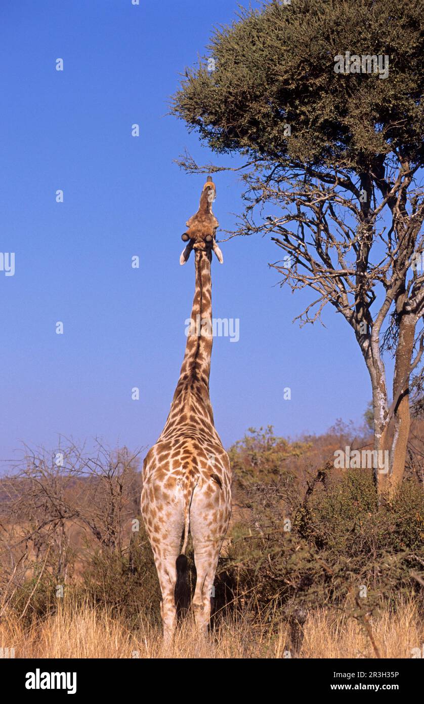 Giraffes (Giraffa camelopardalis), ungulates, mammals, animals, Giraffe ...