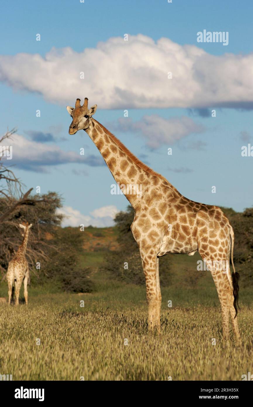 Giraffes (Giraffa camelopardalis), ungulates, mammals, animals, Giraffe ...