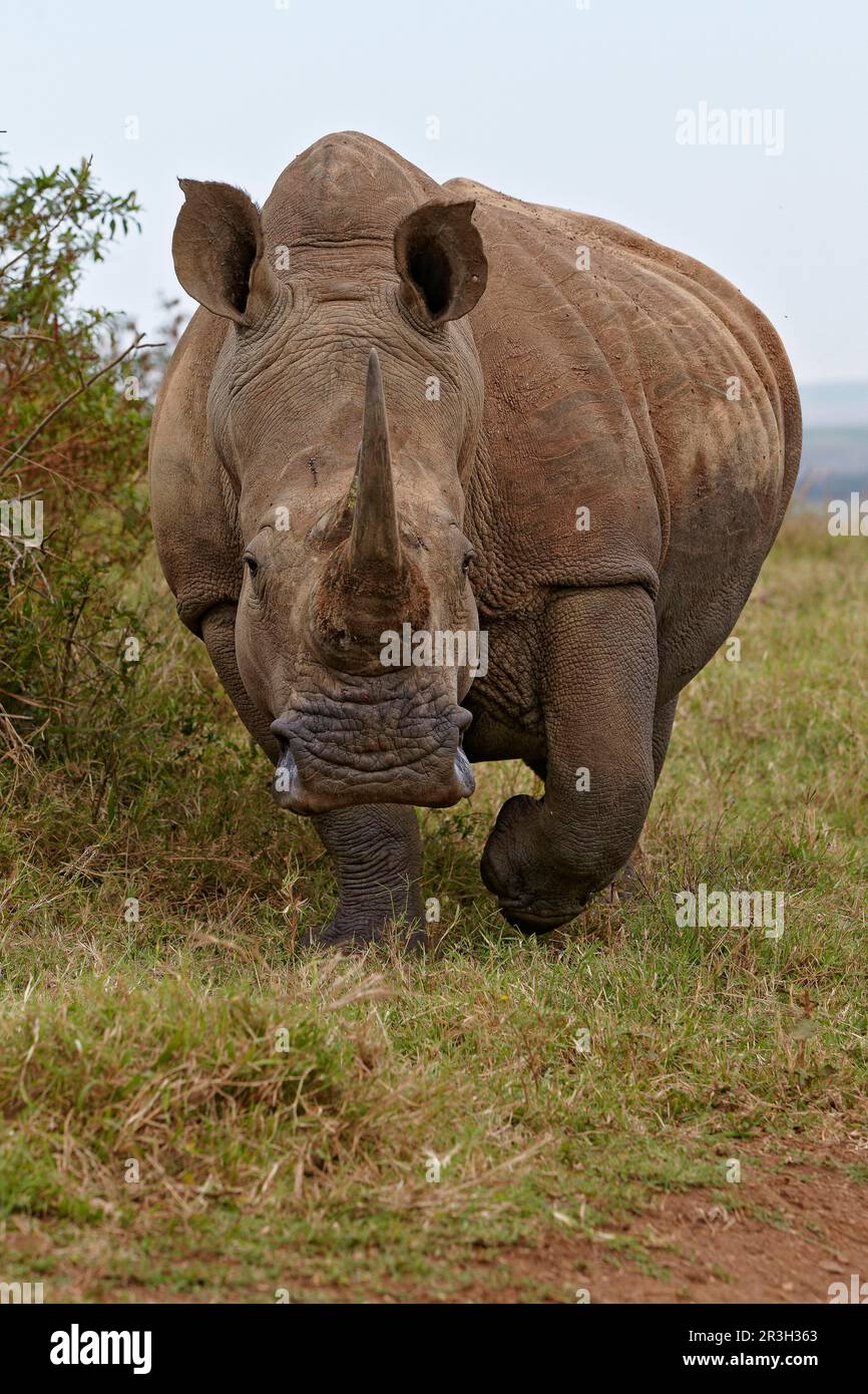 White rhinoceroses (Ceratotherium simum), White Rhinoceros, White ...