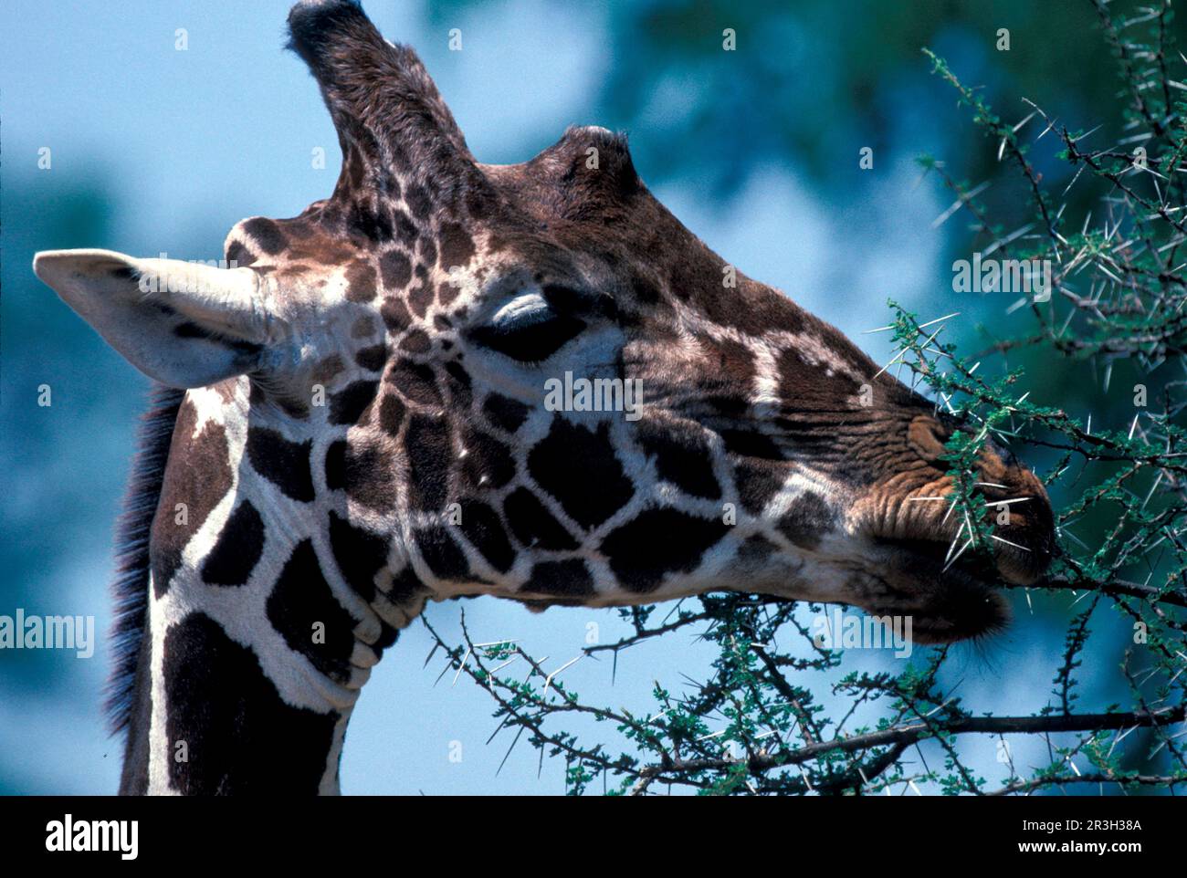 Reticulated giraffe, Reticulated giraffes (Giraffa camelopardalis ...