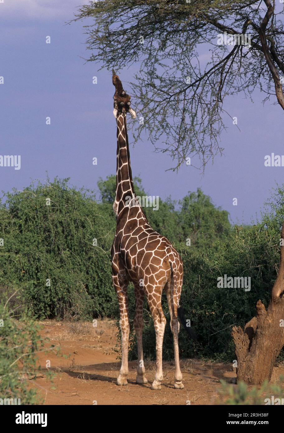 Reticulated giraffe (Giraffa camelopardalis reticulata), reticulated ...