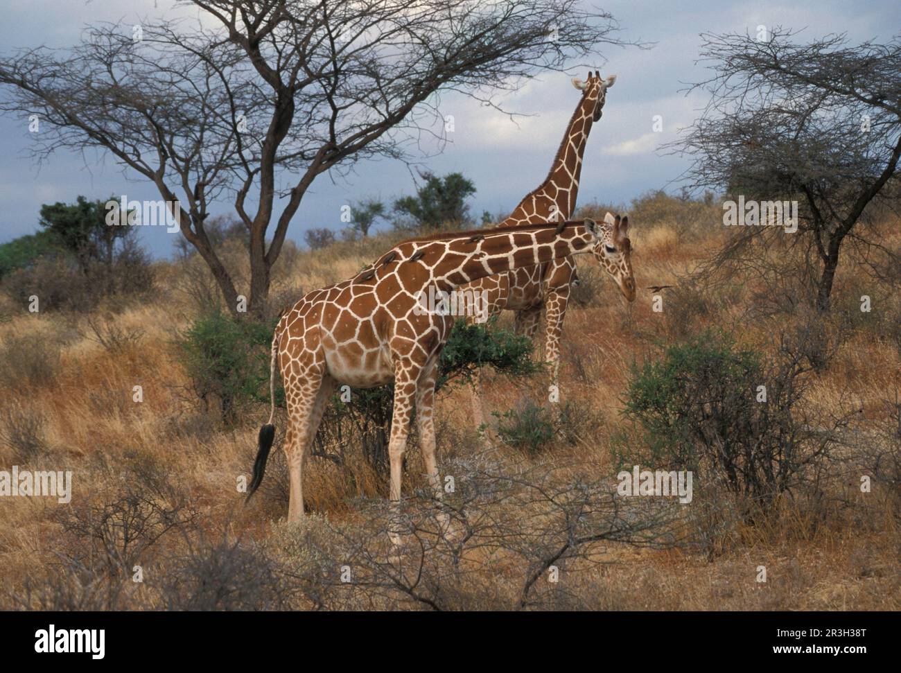 Reticulated giraffe (Giraffa camelopardalis reticulata), reticulated ...