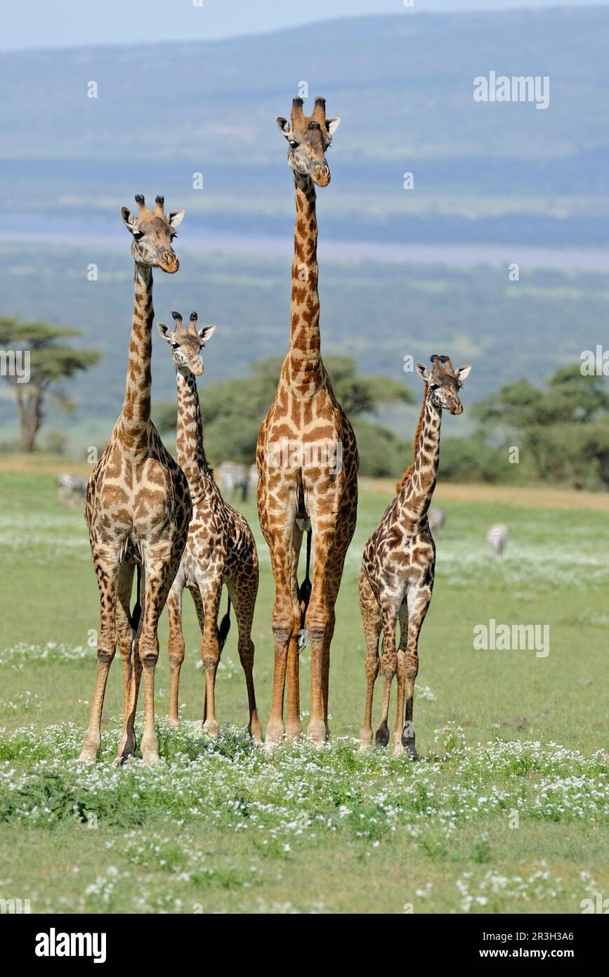 Tippelskirchii, massaigiraffe, massaigiraffes (Giraffa camelopardalis ...