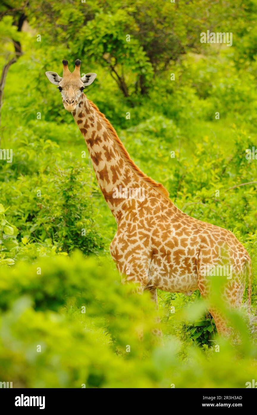 Tippelskirchii, massaigiraffe, massaigiraffes (Giraffa camelopardalis ...