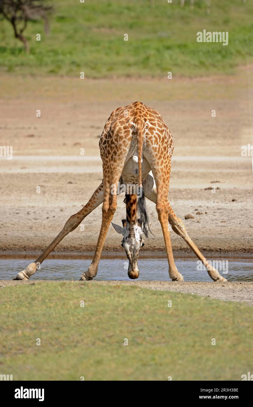 Tippelskirchii, massaigiraffe, massaigiraffes (Giraffa camelopardalis ...
