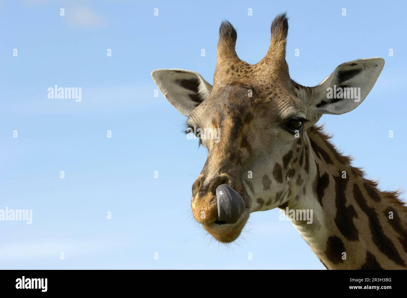 Giraffe nose hi-res stock photography and images - Alamy