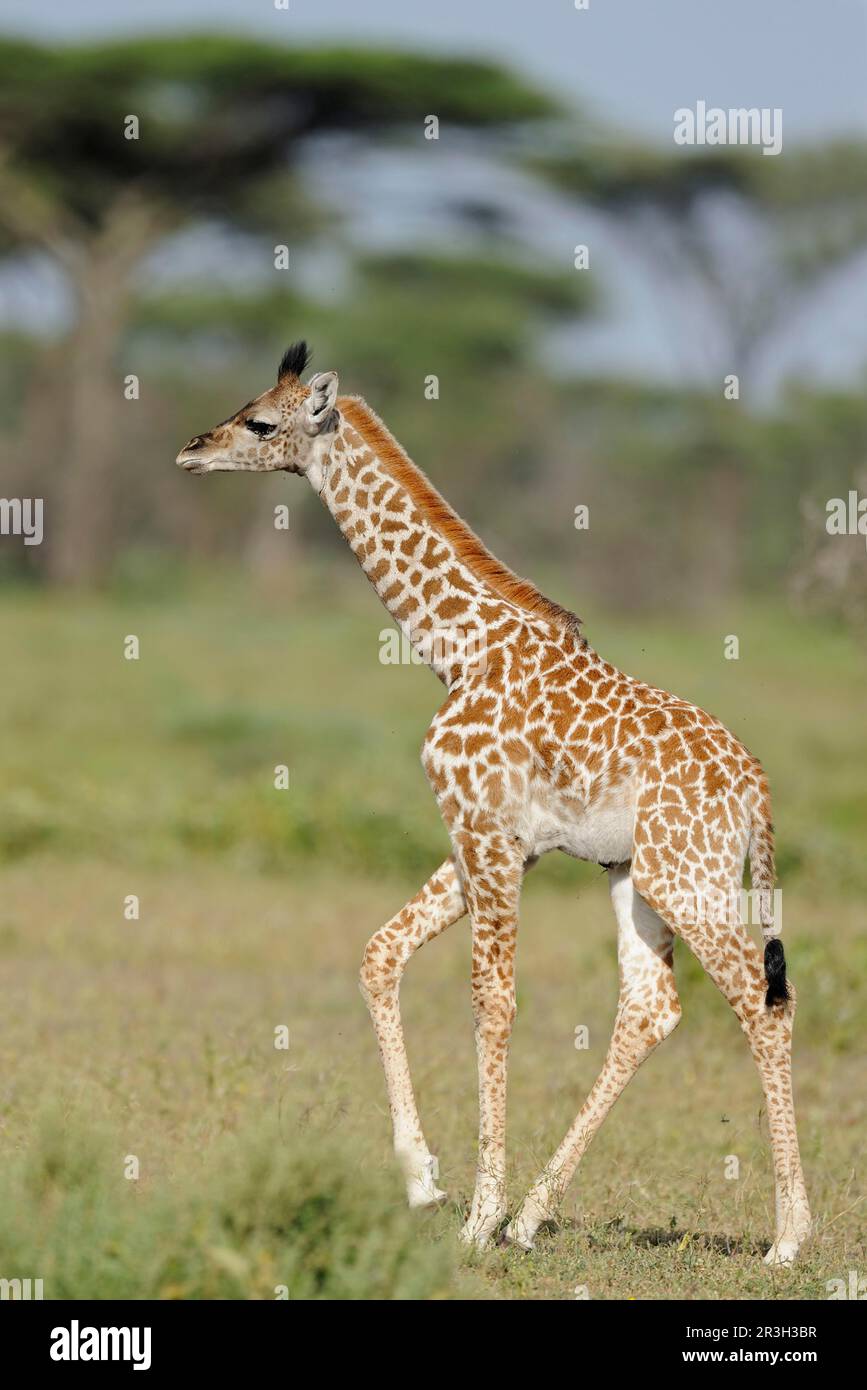 Tippelskirchii, massaigiraffe, massaigiraffes (Giraffa camelopardalis ...