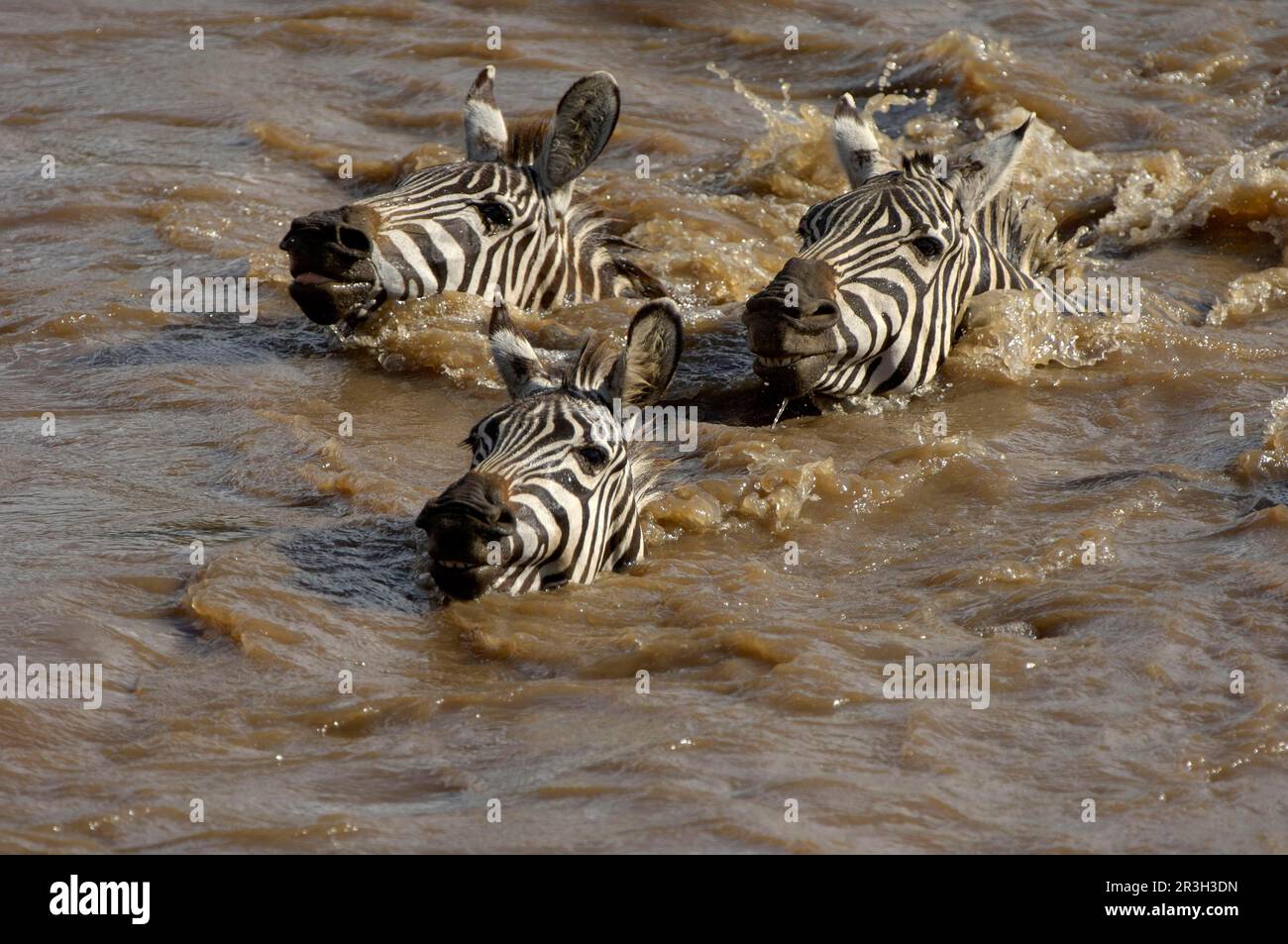 Common plains zebra (Equus quagga) three adults, crossing river on ...