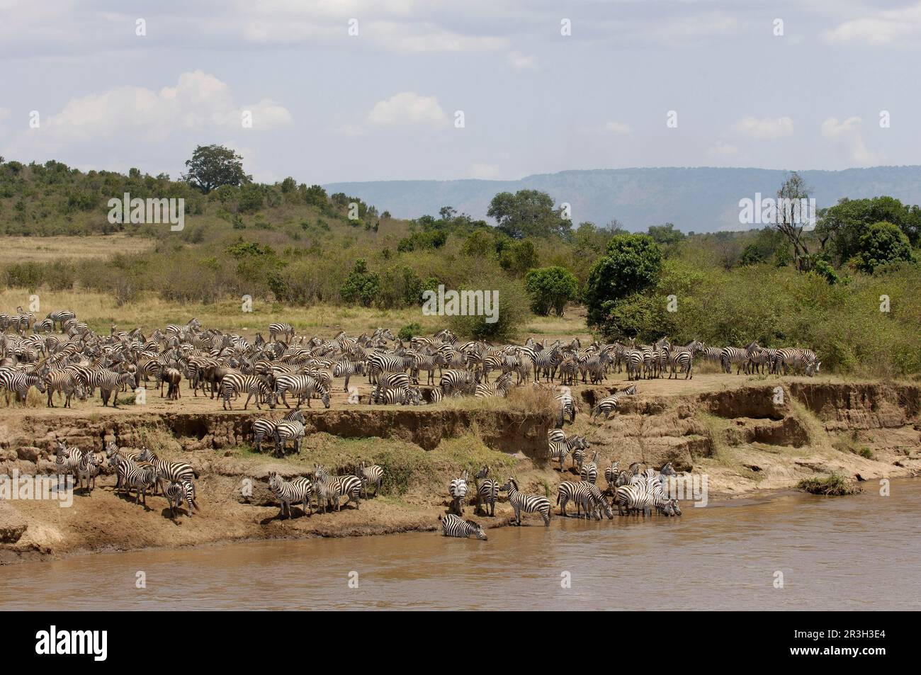 Herd of plains zebra (Equus quagga), on the edge of a river on ...