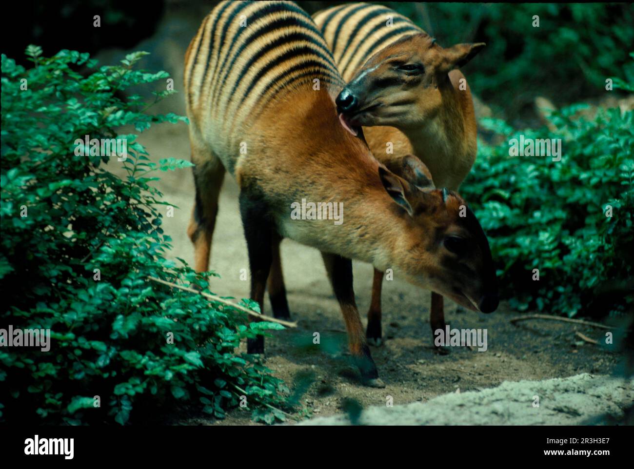 Cephalophus zebra hi-res stock photography and images - Alamy Cephalophus zebra hi-res stock photography and images - Alamy