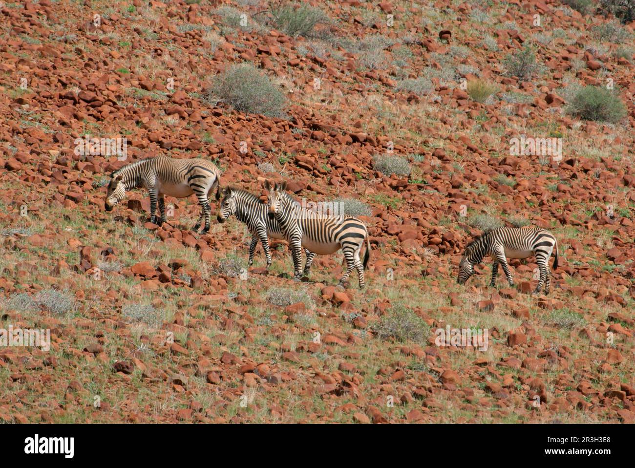 Hartmann's mountain zebra, Hartmann's mountain zebra, mountain zebras ...
