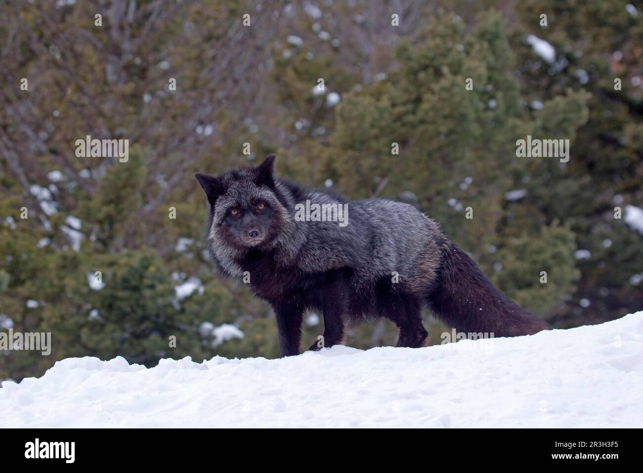 American red fox (Vulpes vulpes fulva), American red foxes, fox, foxes ...