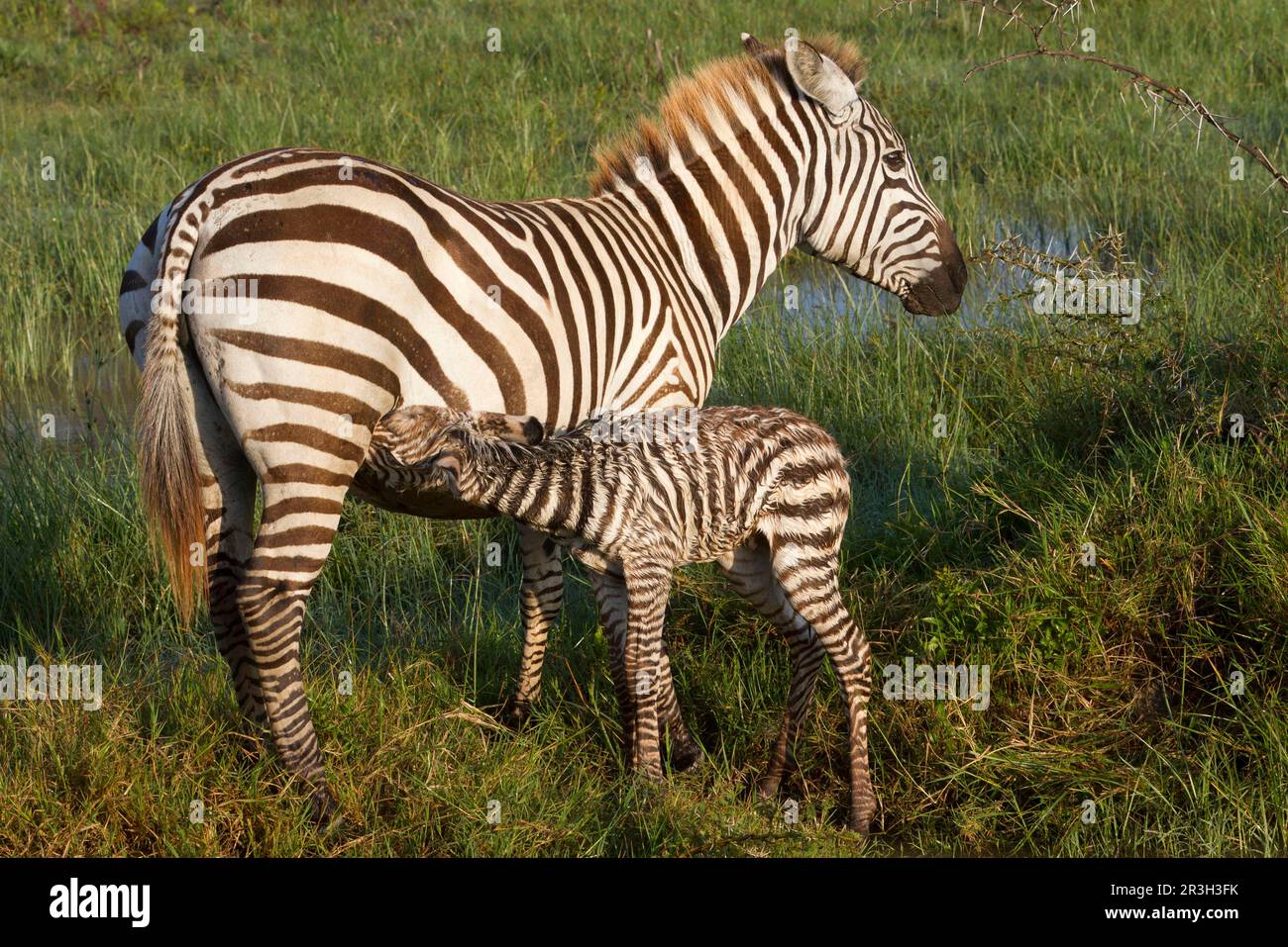 Common plains zebra (Equus quagga), adult female with newborn foal ...