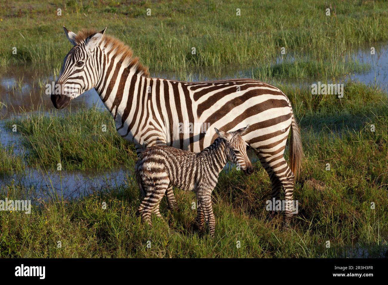 Common plains zebra (Equus quagga), adult female with newborn foal ...