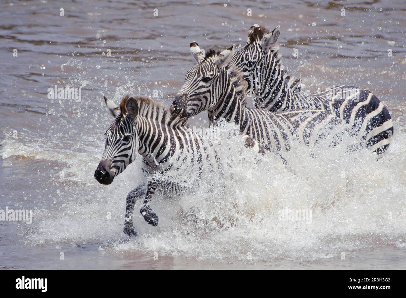 Common plains zebra (Equus quagga) two adults and young, migrating ...