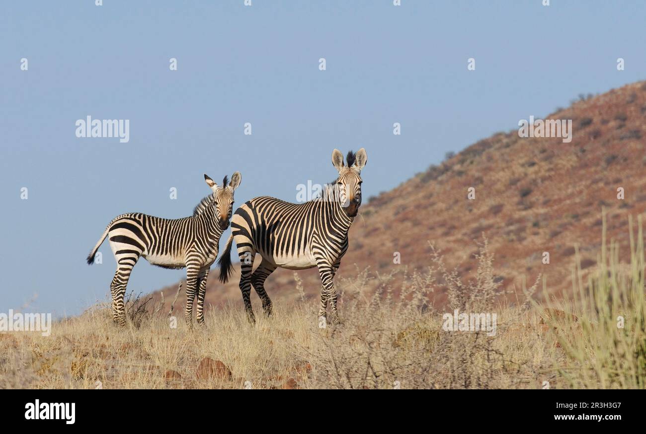 Hartmann's mountain zebra, Hartmann's mountain zebra, mountain zebras ...