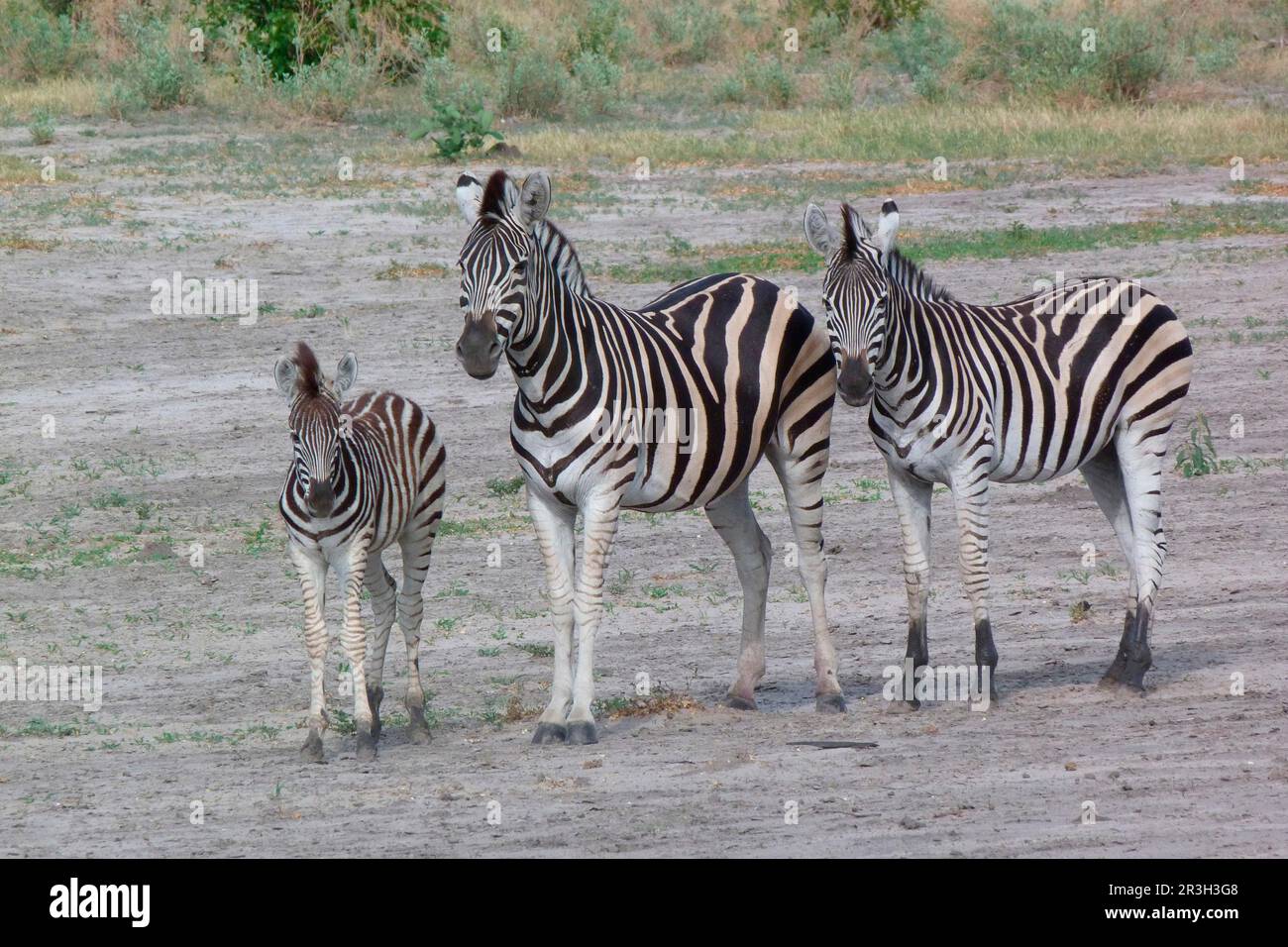 Common plains zebra (Equus quagga), adult female, yearling and foal ...