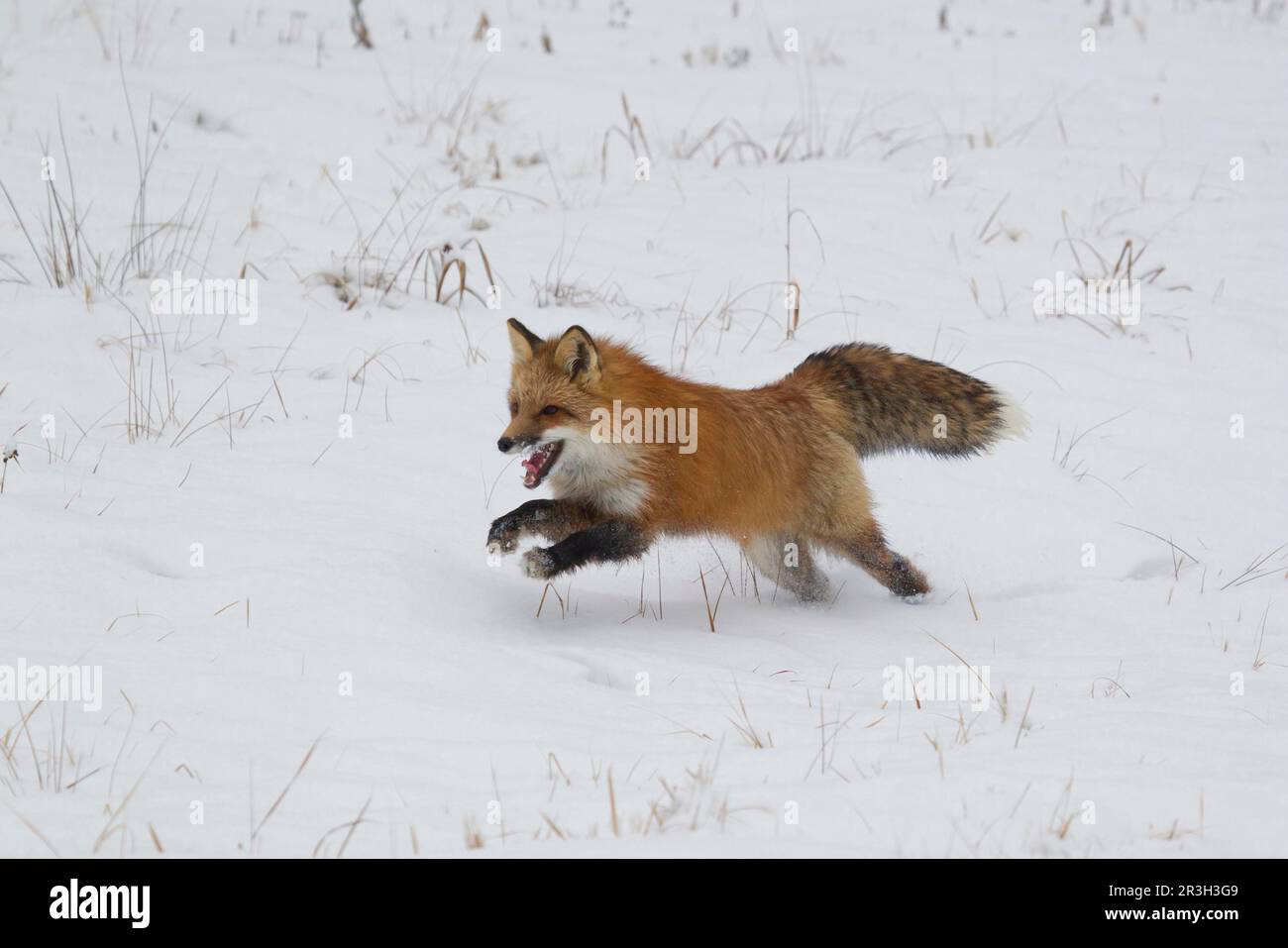American Red Fox (Vulpes vulpes fulva), American Red Foxes, Fox, Foxes ...