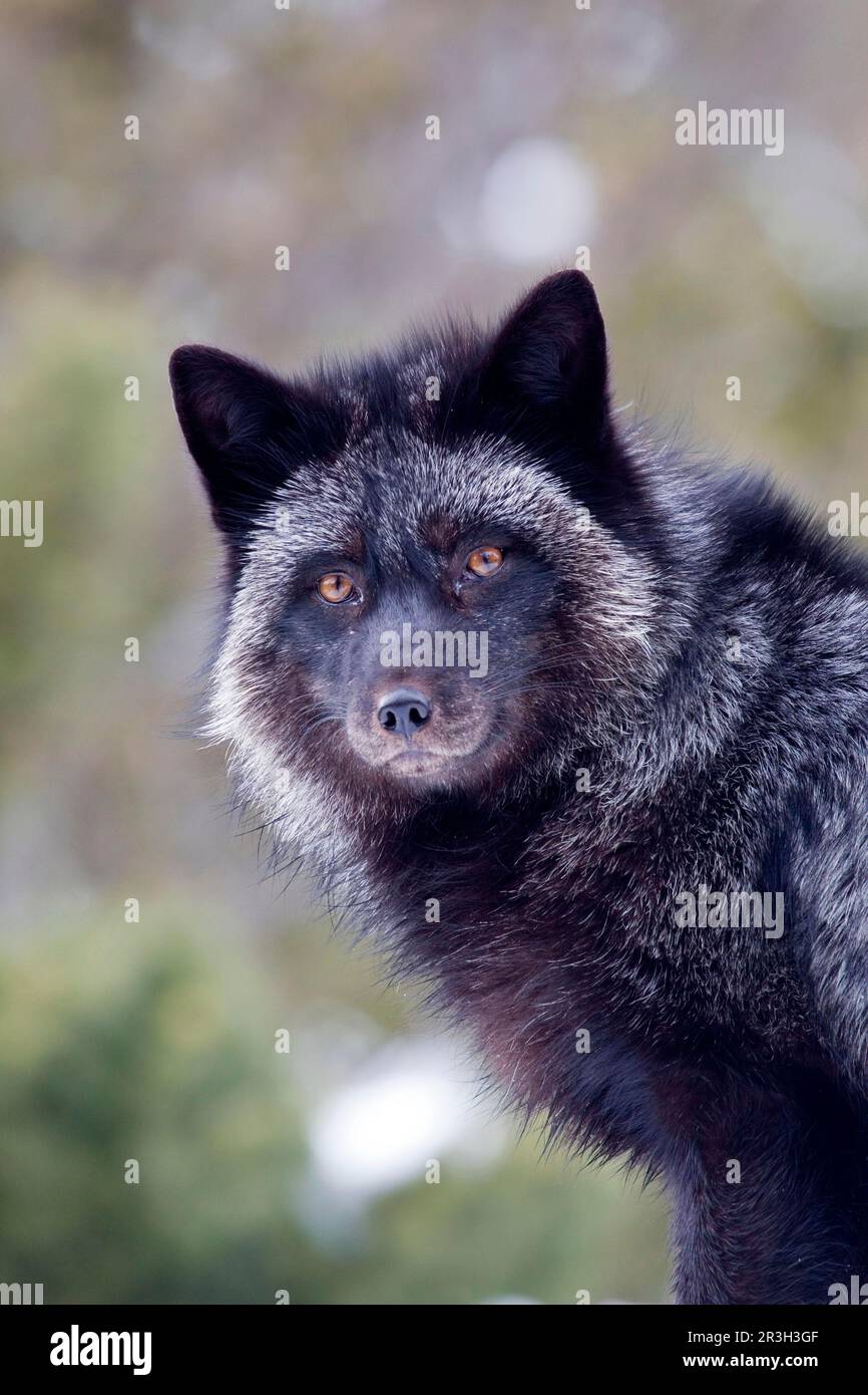 American red fox (Vulpes vulpes fulva), American red foxes, fox, foxes ...